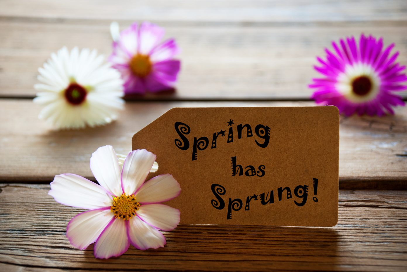 SLM | Are You Ready for Spring?