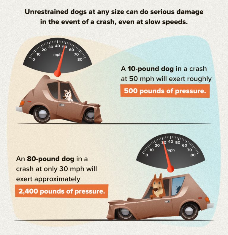 SLM | The Danger Of Distracted Driving With Your Dog: Safety Check
